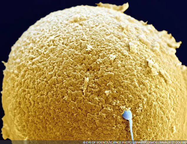 Public – NATURAL OR SYNTHETIC GNRH : IT IS NOT NECESSARY TO CHOOSE ...