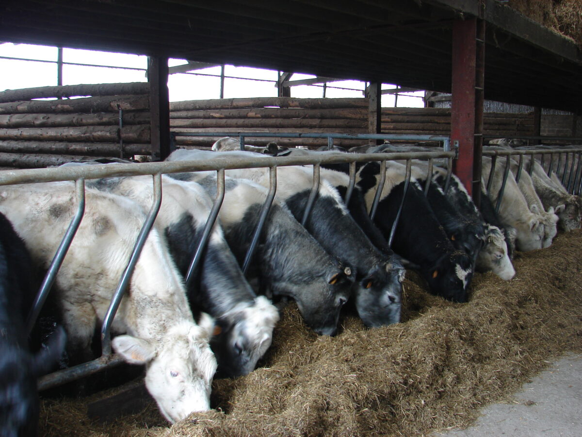 public – ALIMENTATION ET RATIONNEMENT DU BOVIN : LE RUMEN, LA BASE DE L ...