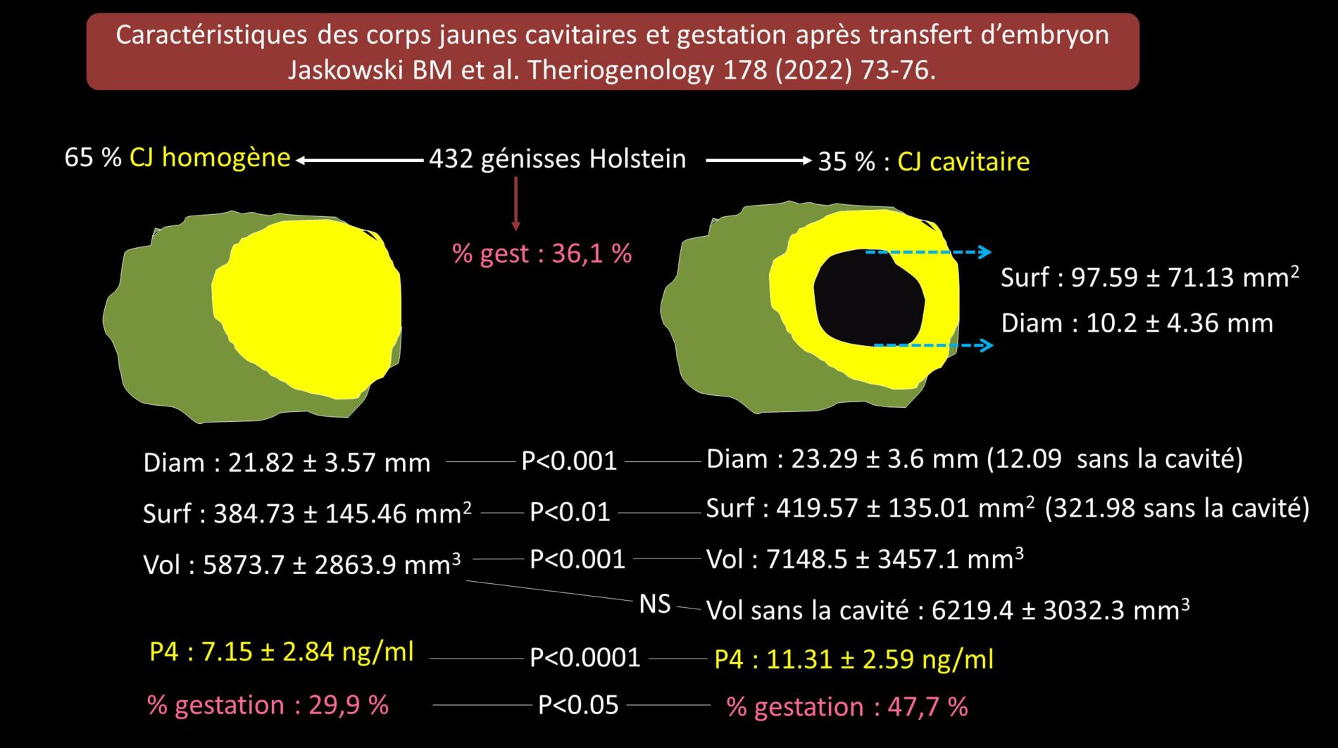 POUR EN FINIR AVEC LE CORPS JAUNE CAVITAIRE ? – Rumexperts