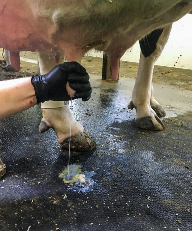 La Mammite Bovine : Comprendre, Prévenir et Agir pour la Santé de nos ...